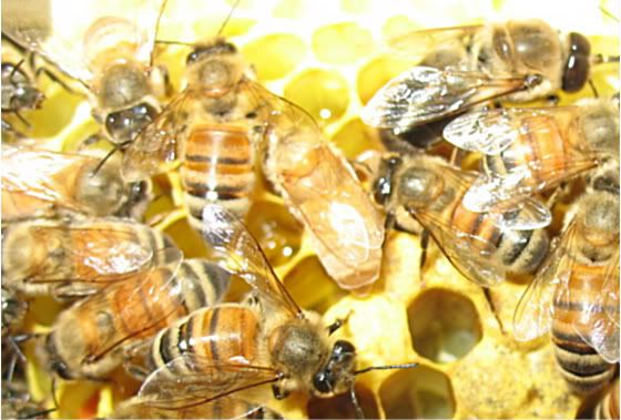 Newly established tbh swarmed with new queen cells in process | Beesource Beekeeping Forums